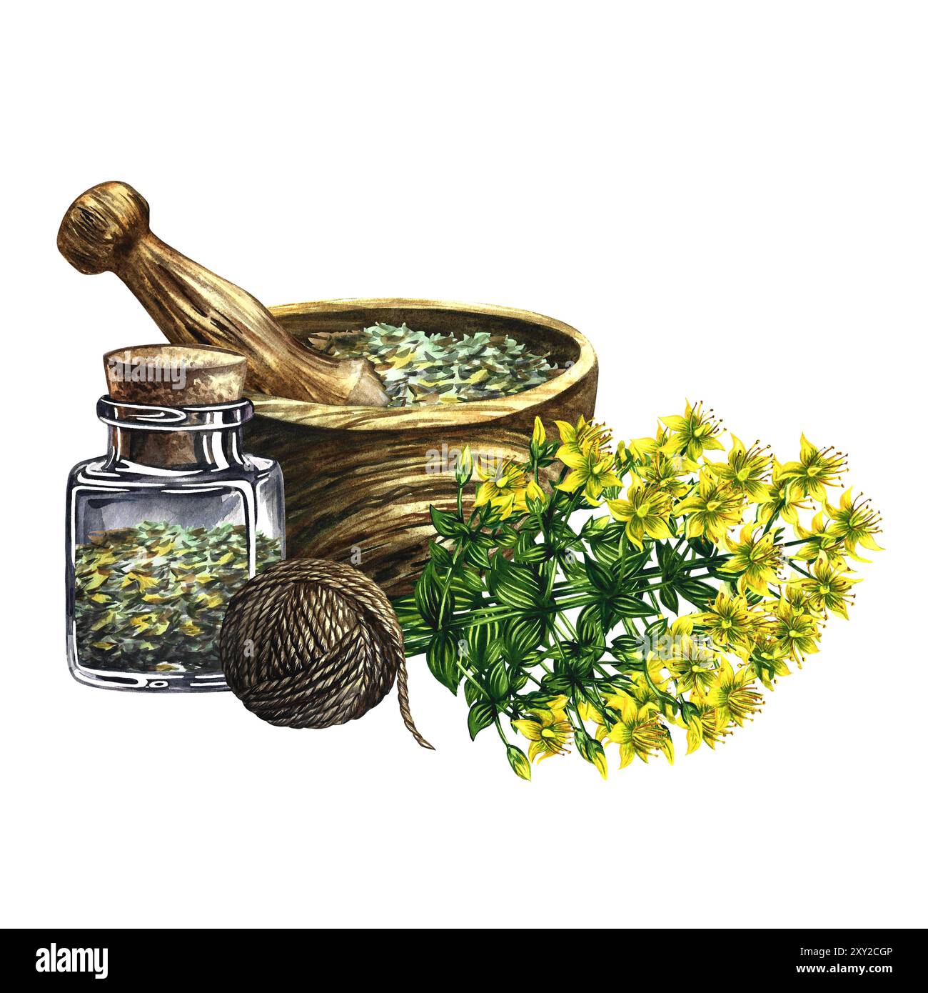 Botanical illustration st johns wort Cut Out Stock Images & Pictures ...