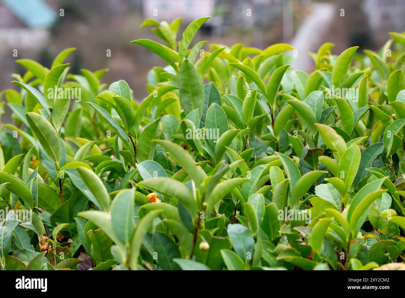 Green tea tree leaves field Fresh young tender bud herbal in farm on ...