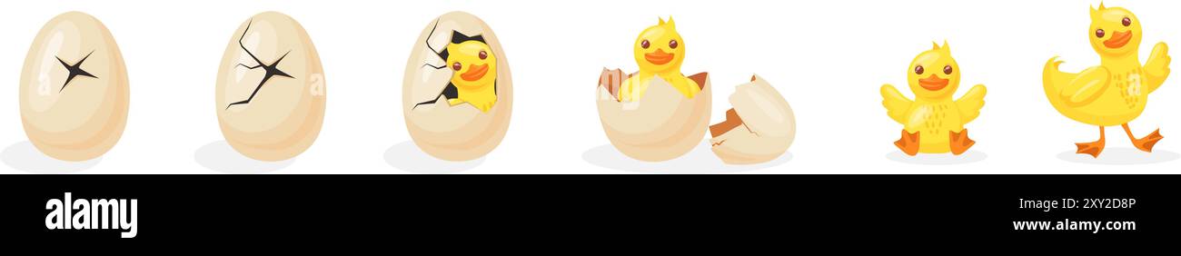 Duckling hatching. Duck hatch stages, bird birth from breaking shell ...