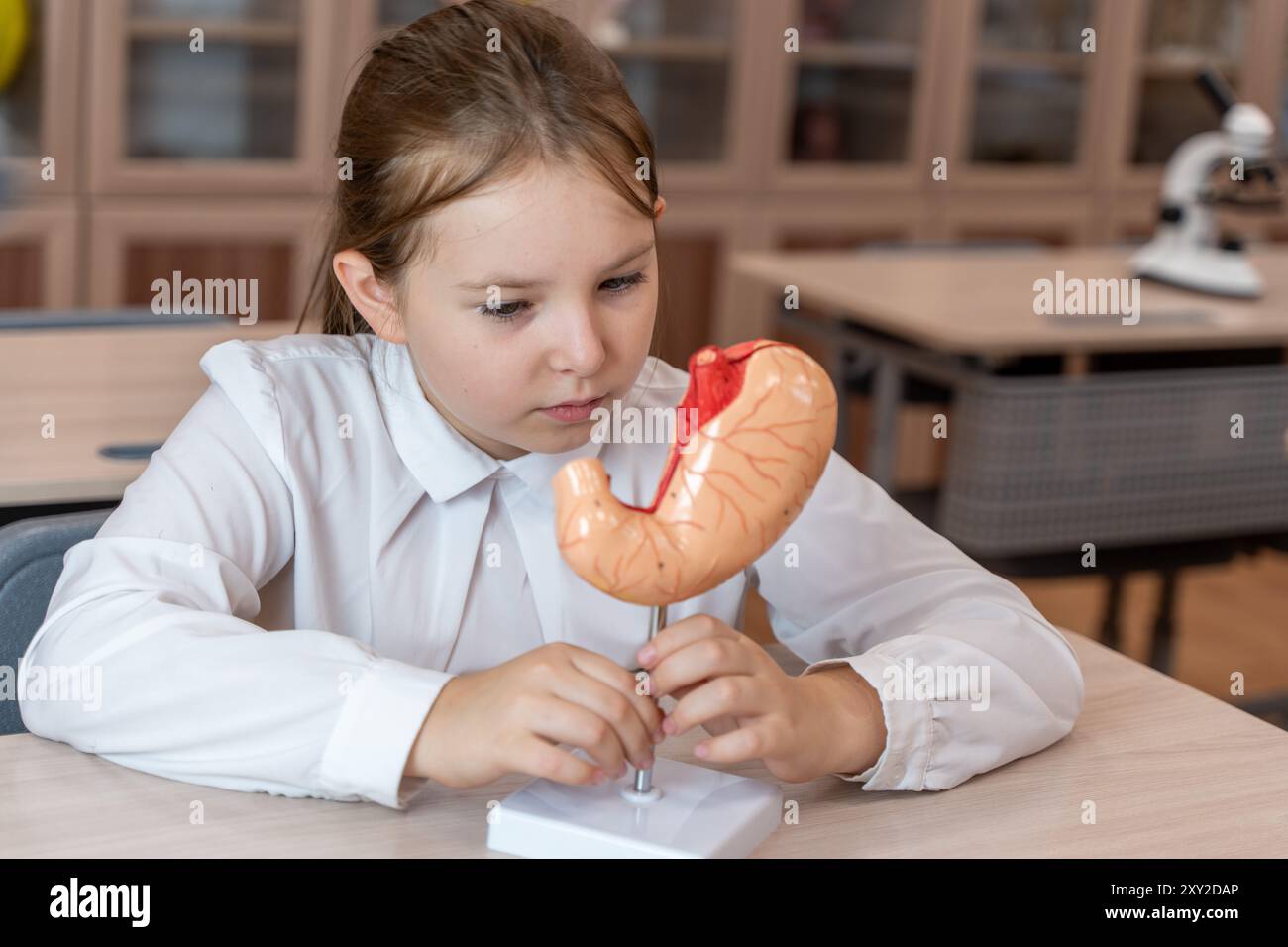 A schoolgirl studies an anatomical model of the human stomach in a ...