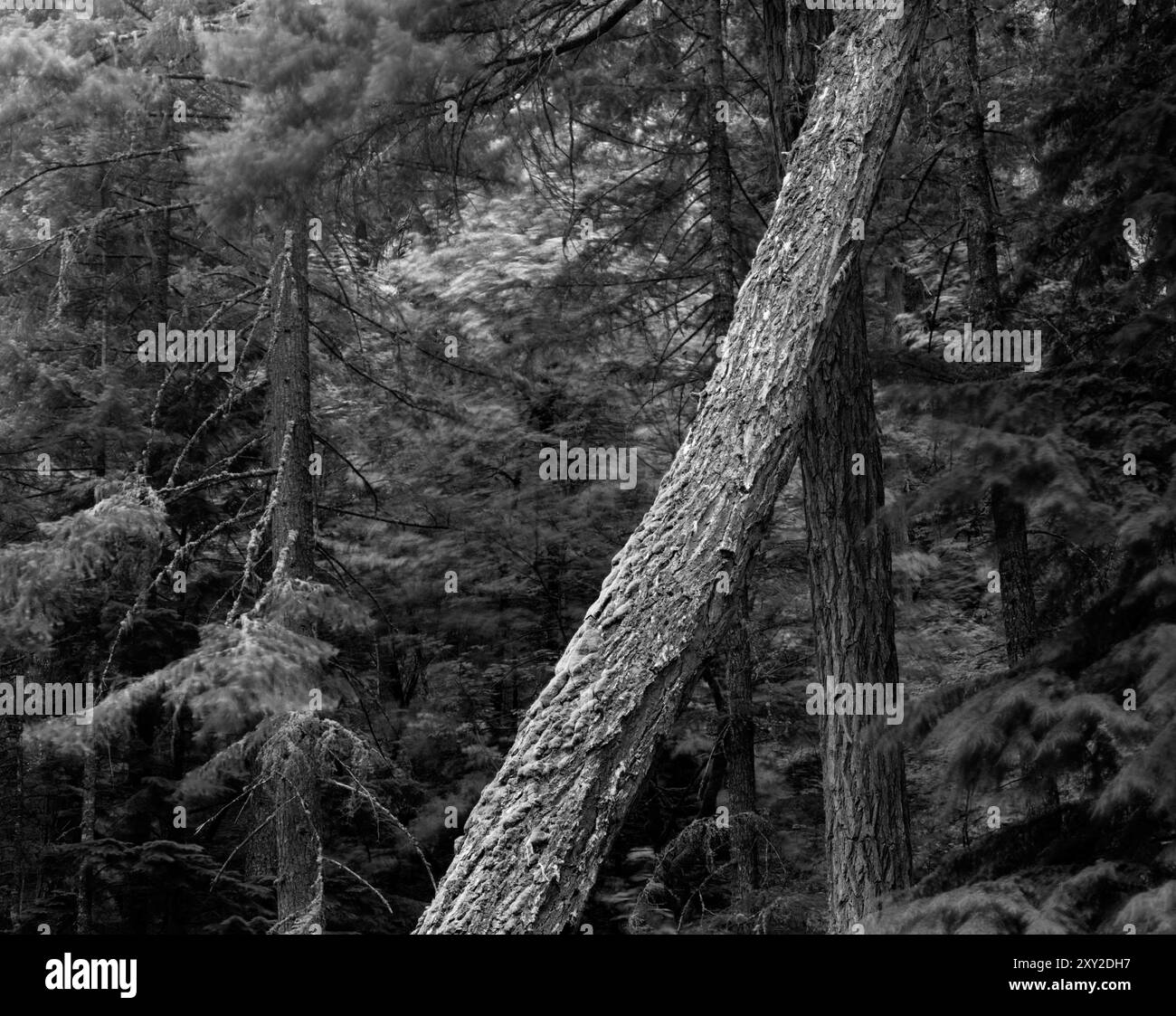 BW01863-00......OREGON - Forest along the Pacific Creast Trail in the ...