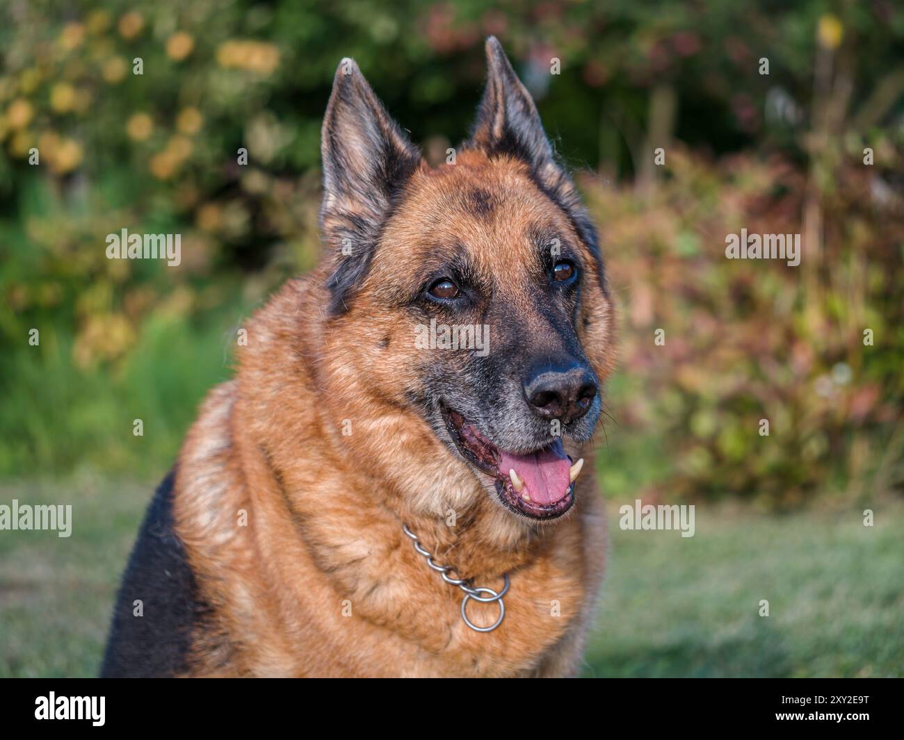Portrait of a friendly German shepherd posing outside in the garden looking into the camera ...