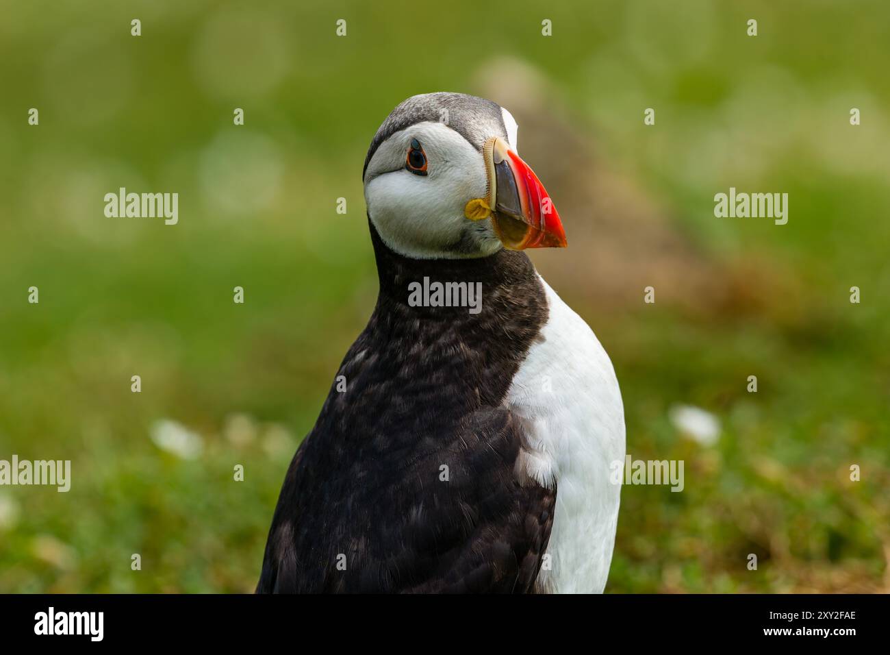 Portrait beautiful atlantic puffin hi-res stock photography and images ...