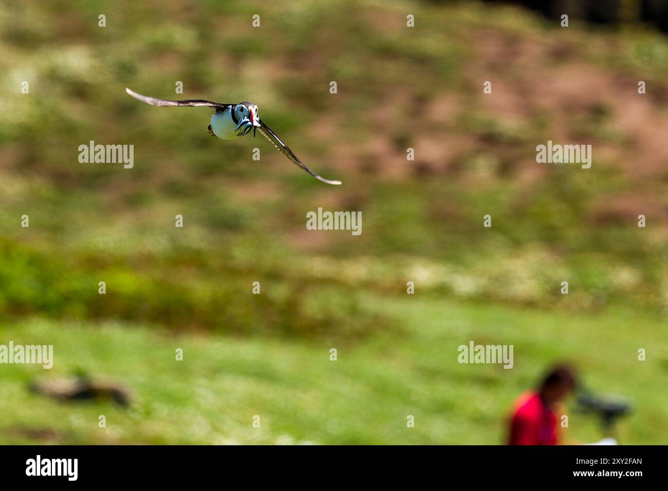 Common Puffin with a beak full of food flying over Skomer Island, Wales ...