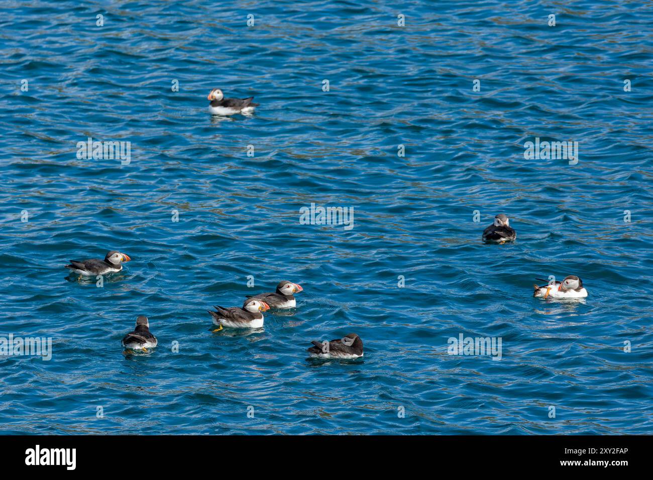 Group beautiful atlantic puffins hi-res stock photography and images ...