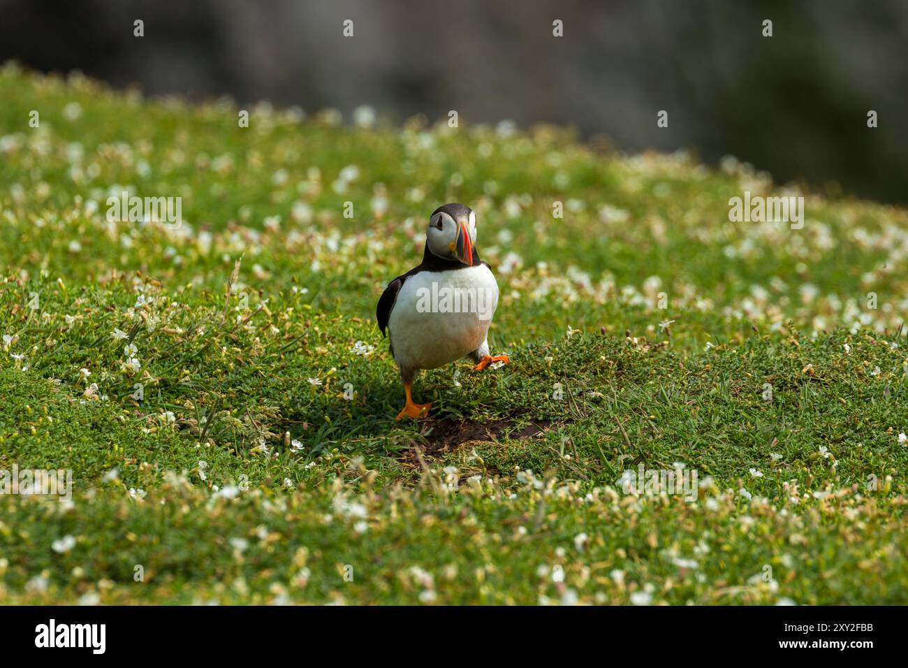 Atlantic Puffin standing next to its burrow in short grass on Skomer ...