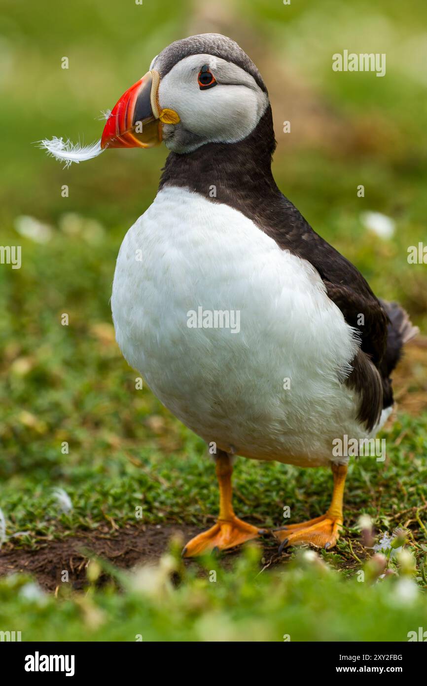 Portrait beautiful atlantic puffin hi-res stock photography and images ...
