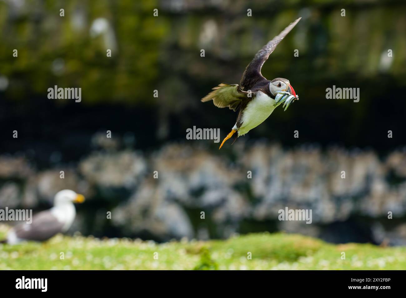 Flying Common Puffin with a beak full of food coming in to land at its ...