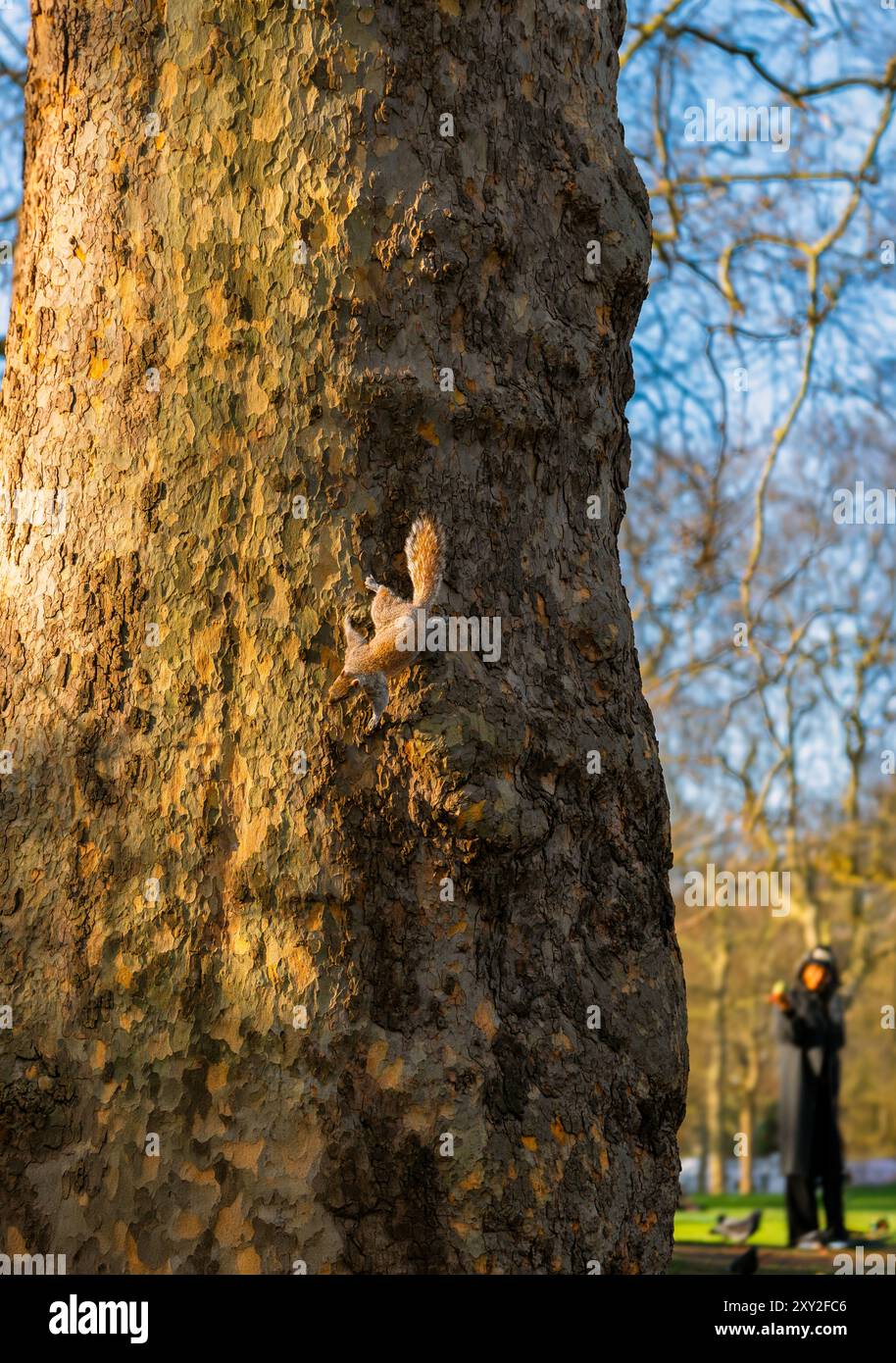 Beautiful squirrel illuminated by dawn sunlight crawling upside down in ...