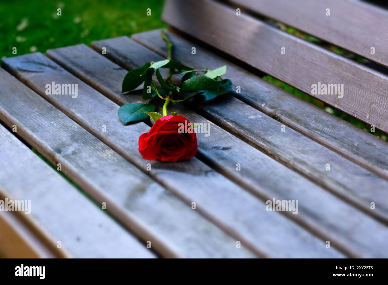 Red Rose on a Park Bench Stock Photo - Alamy