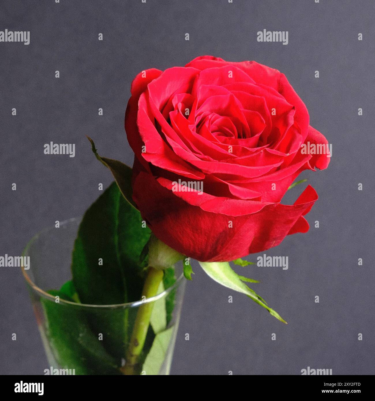 English Red Rose Stock Photo - Alamy