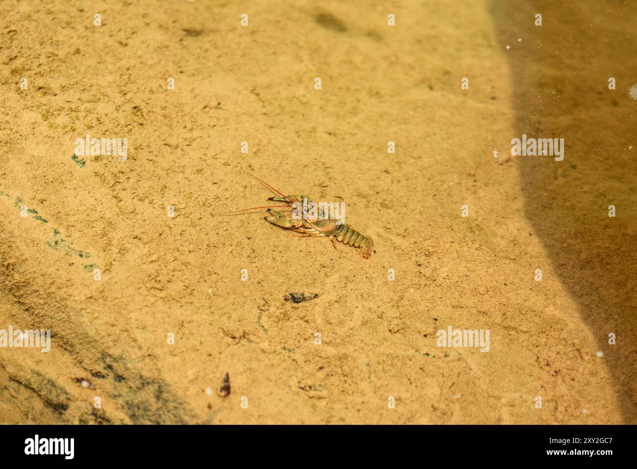 Crawl under a rock hi-res stock photography and images - Alamy