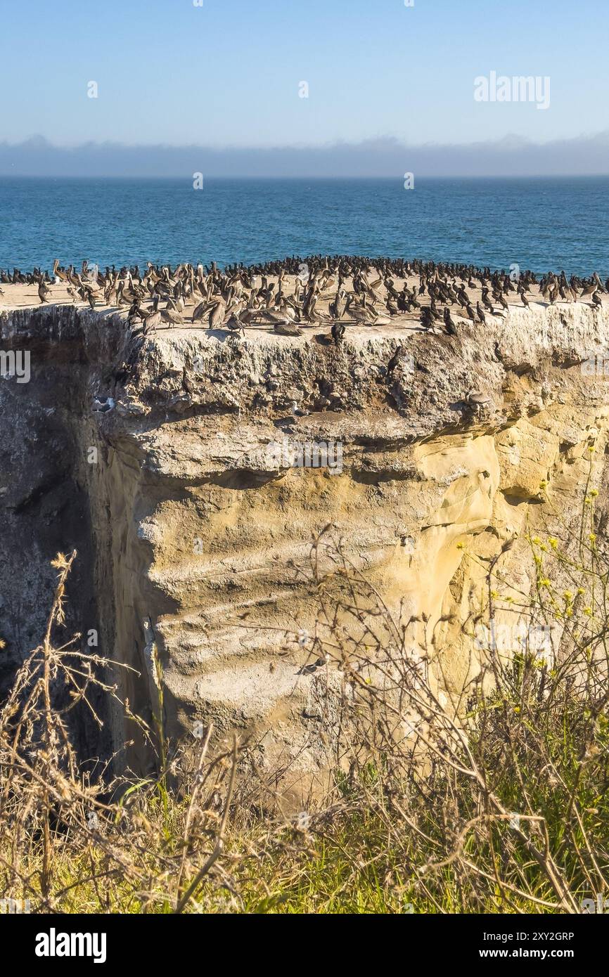 Seabirds gather on a cliff overlooking the ocean Stock Photo - Alamy