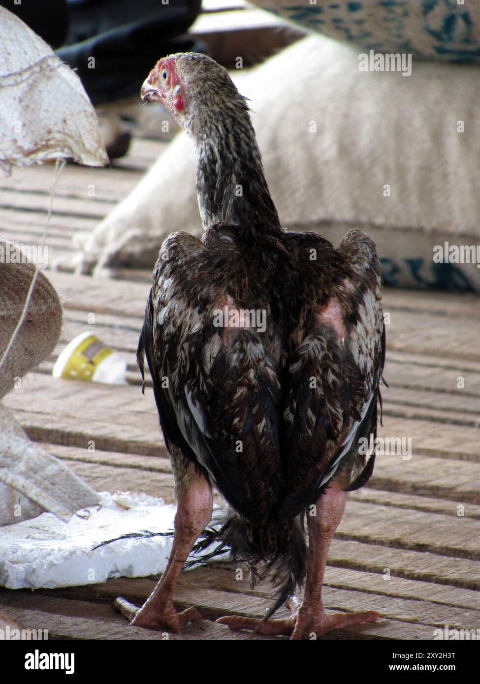 backside view of chicken born abnormally Stock Photo - Alamy