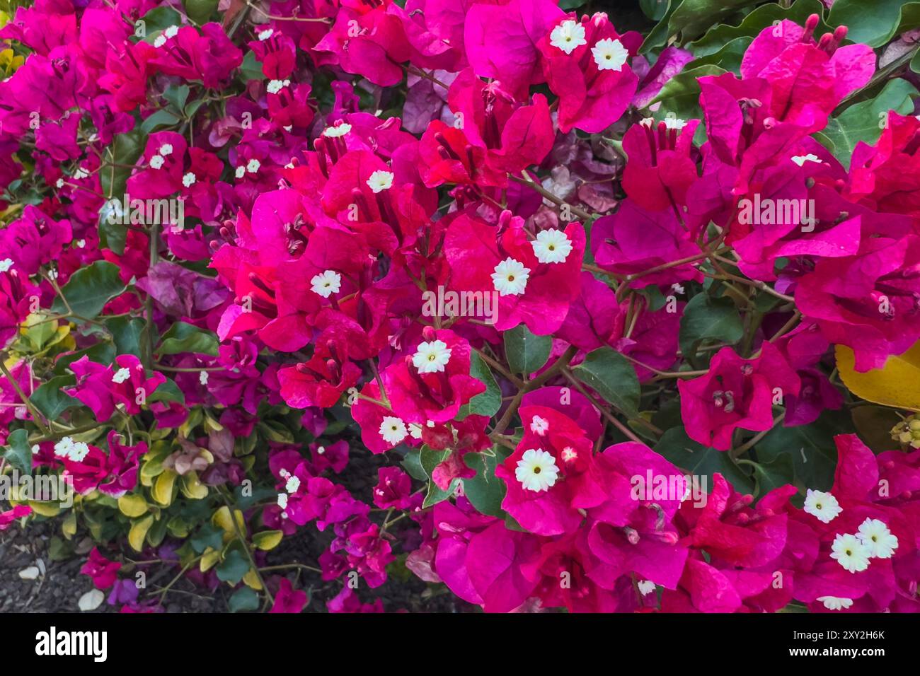 Bright pink bougainvillea bracts with a small white flower in the ...