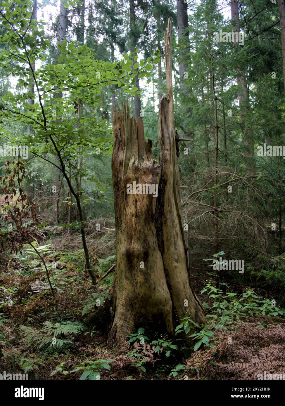 Broken Tree in the Wood Stock Photo - Alamy