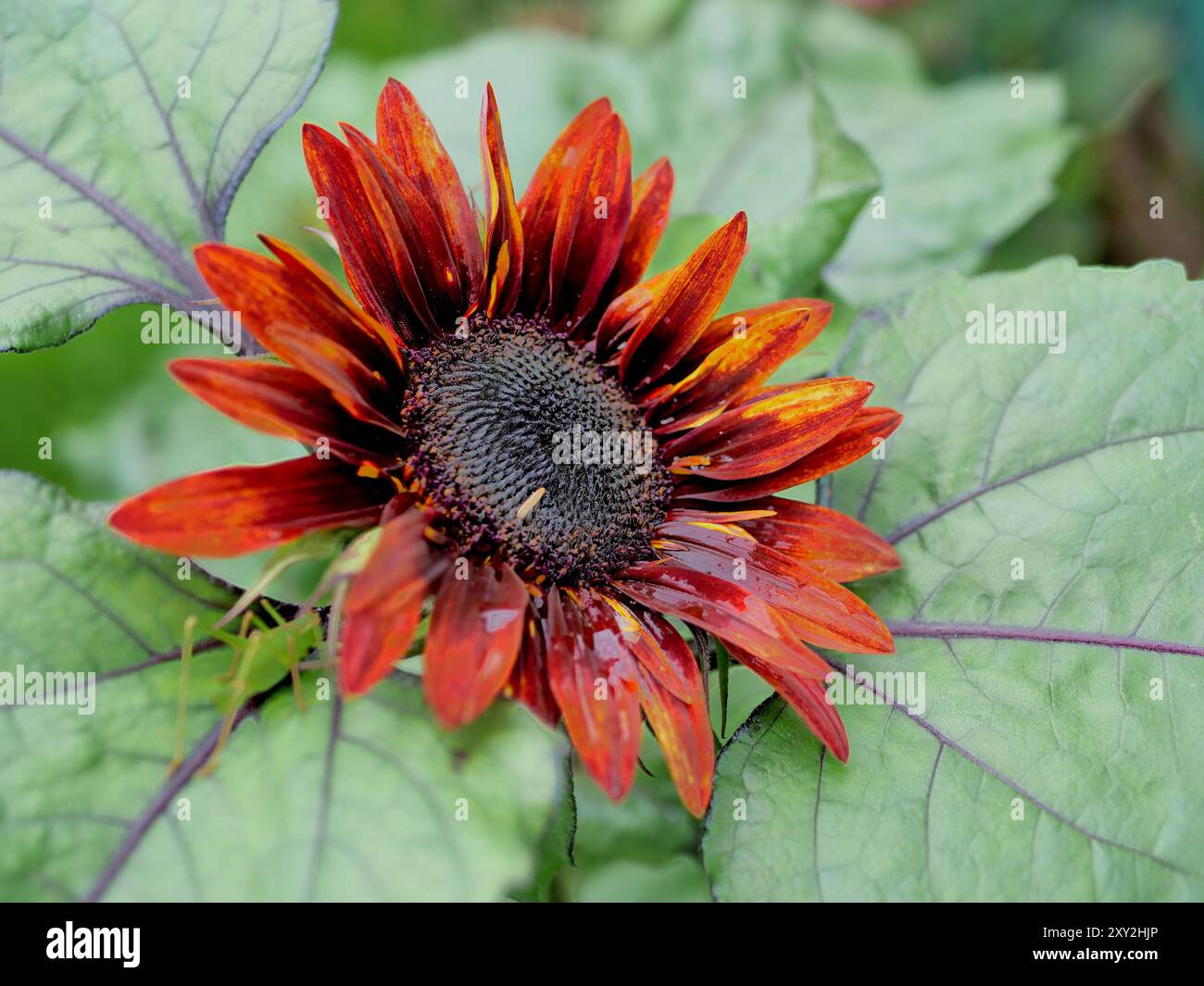 Natur im garten hi-res stock photography and images - Alamy