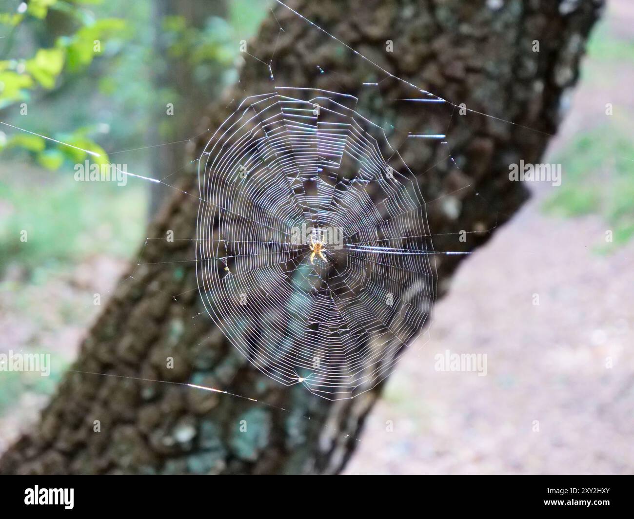 Spinnennetz im baum hi-res stock photography and images - Alamy