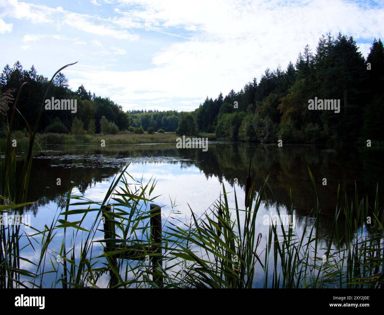 Teich im Wald Stock Photo - Alamy