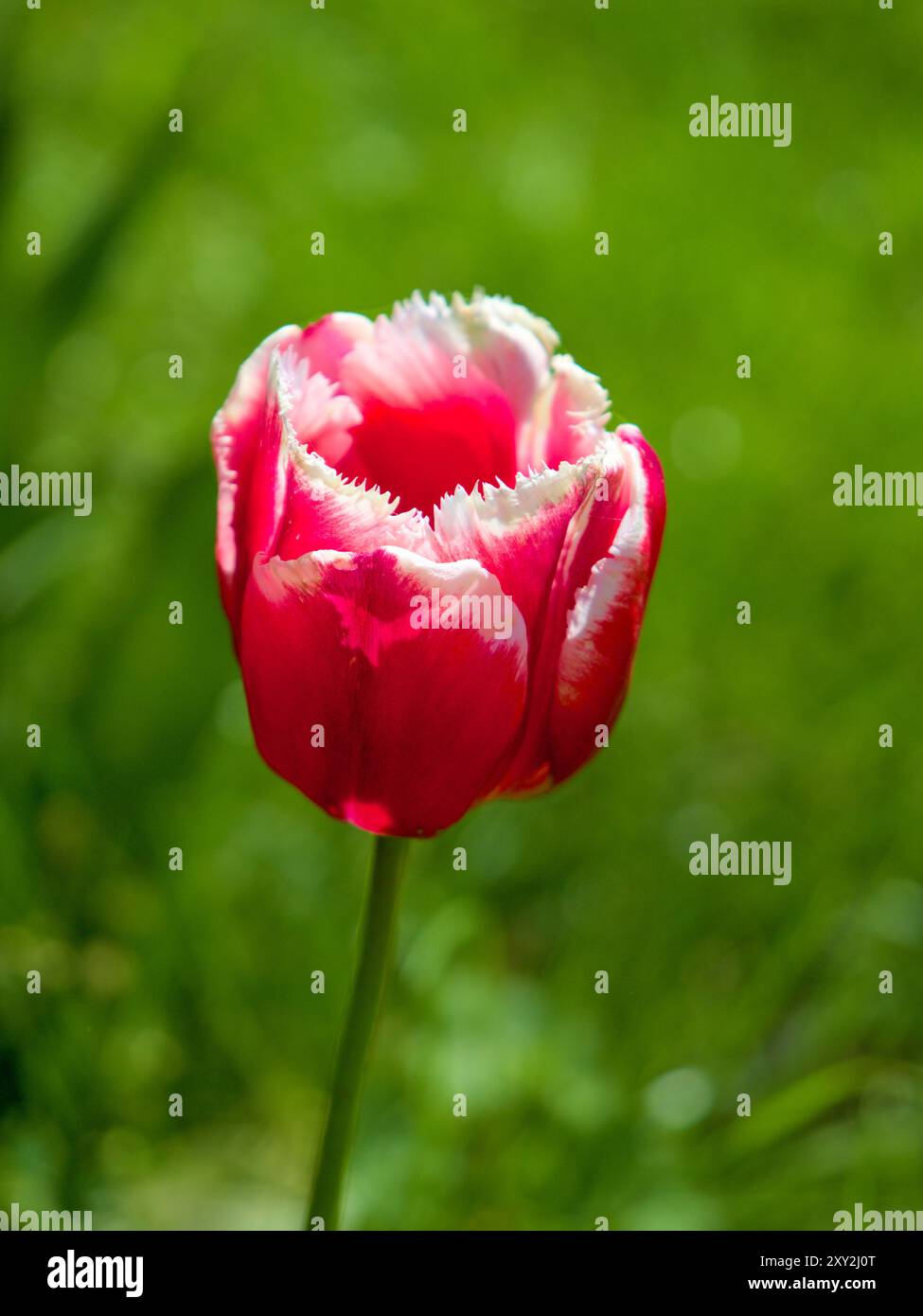 Rote Tulpe im Garten Stock Photo - Alamy