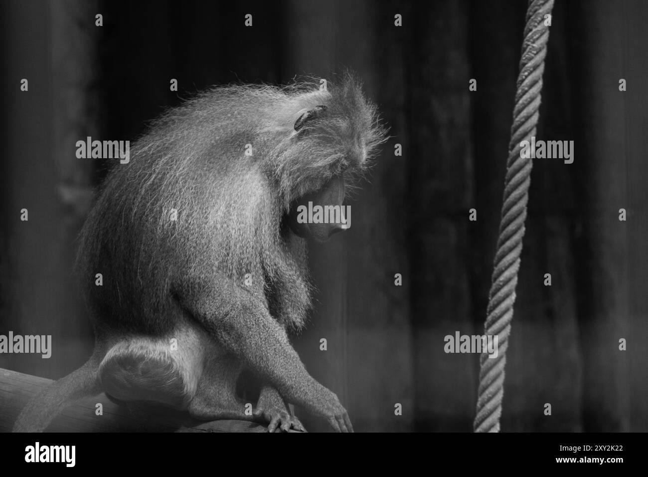 Monkey in the zoo. Monochrome photo. Black and white Stock Photo - Alamy
