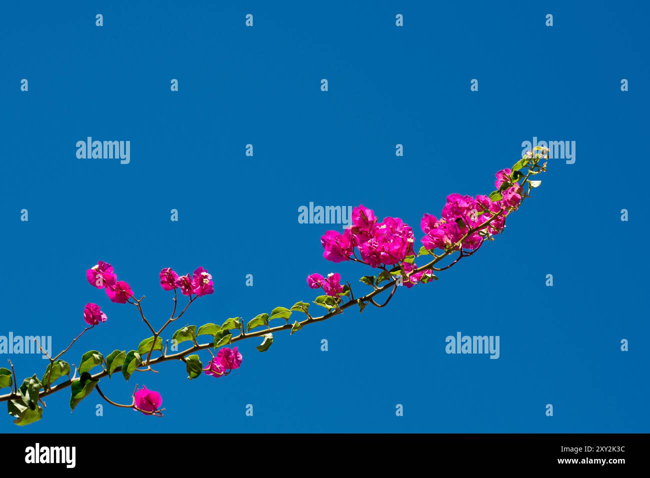 Pink Bougainvillea flower on blue sky background, Lisbon Stock Photo ...
