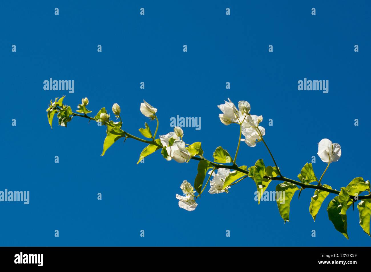 Blue flowers on natural hi-res stock photography and images - Alamy