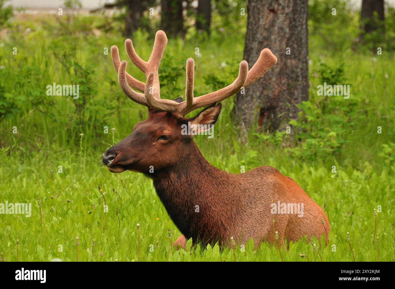 Bull elk relaxing in the grass Stock Photo - Alamy