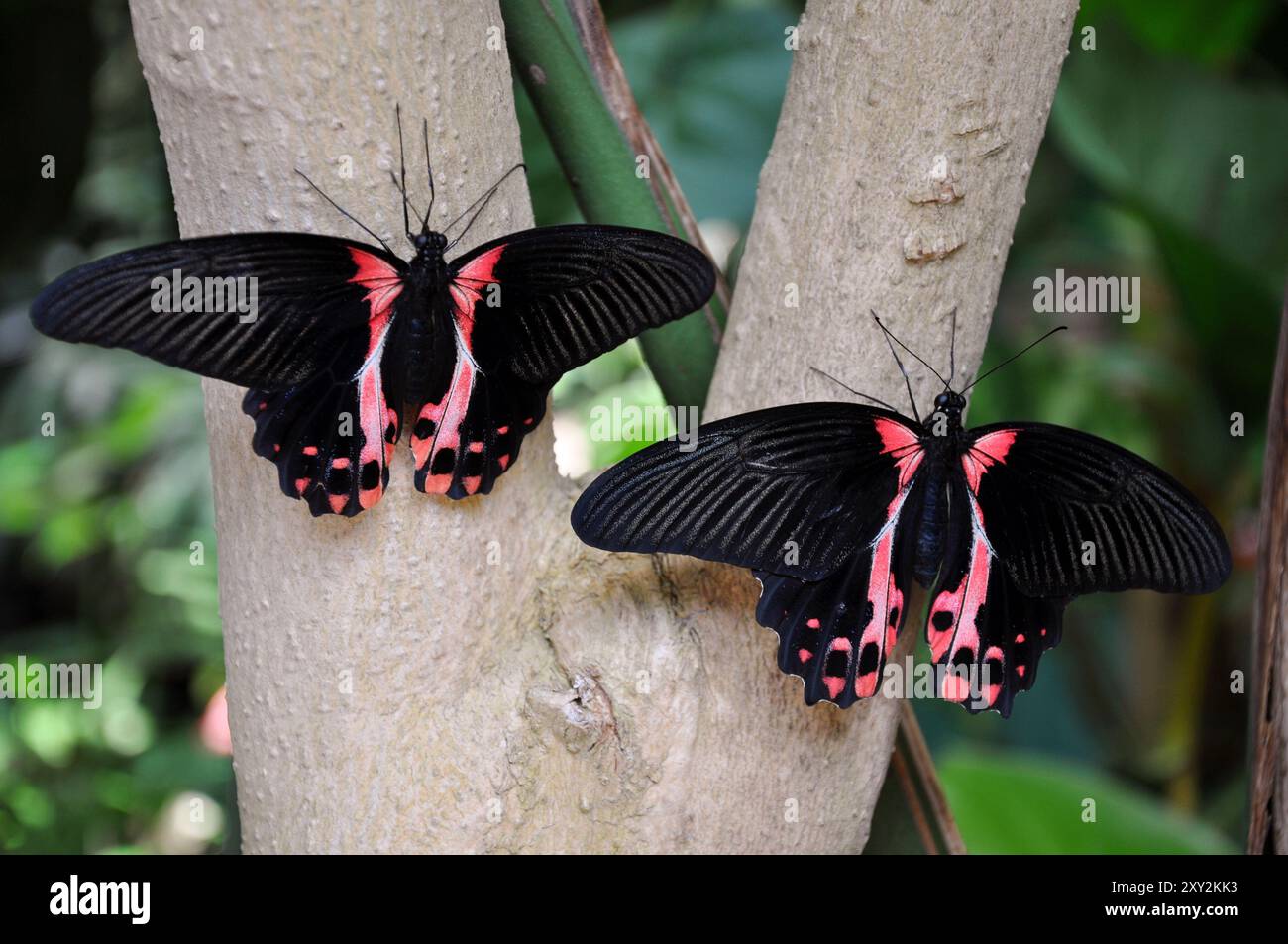 Scarlet Mormon butterflies on a tree in the butterfly gardens Stock ...