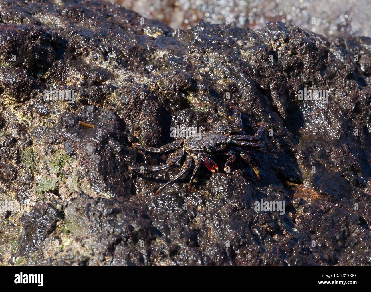 Brown crab on rock beach hi-res stock photography and images - Alamy