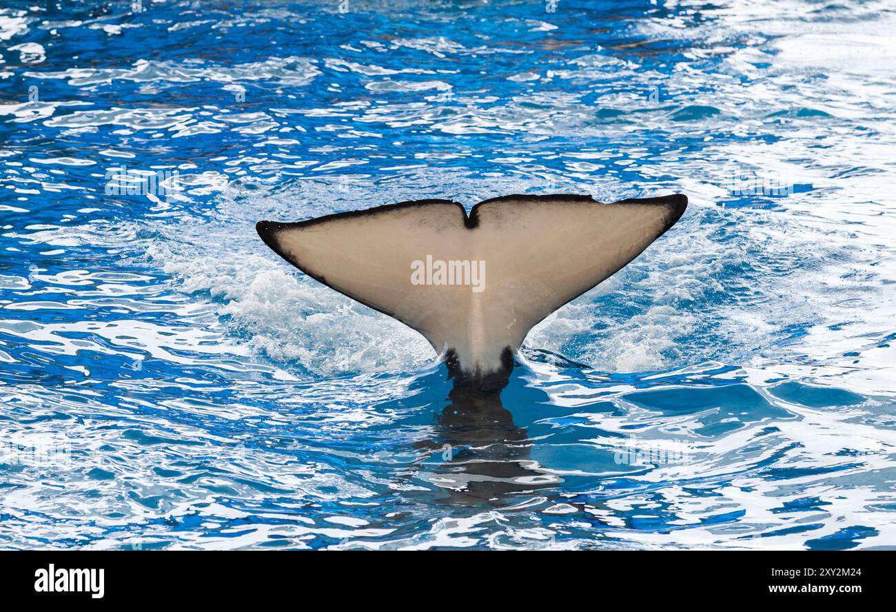 Tail greenland hi-res stock photography and images - Alamy