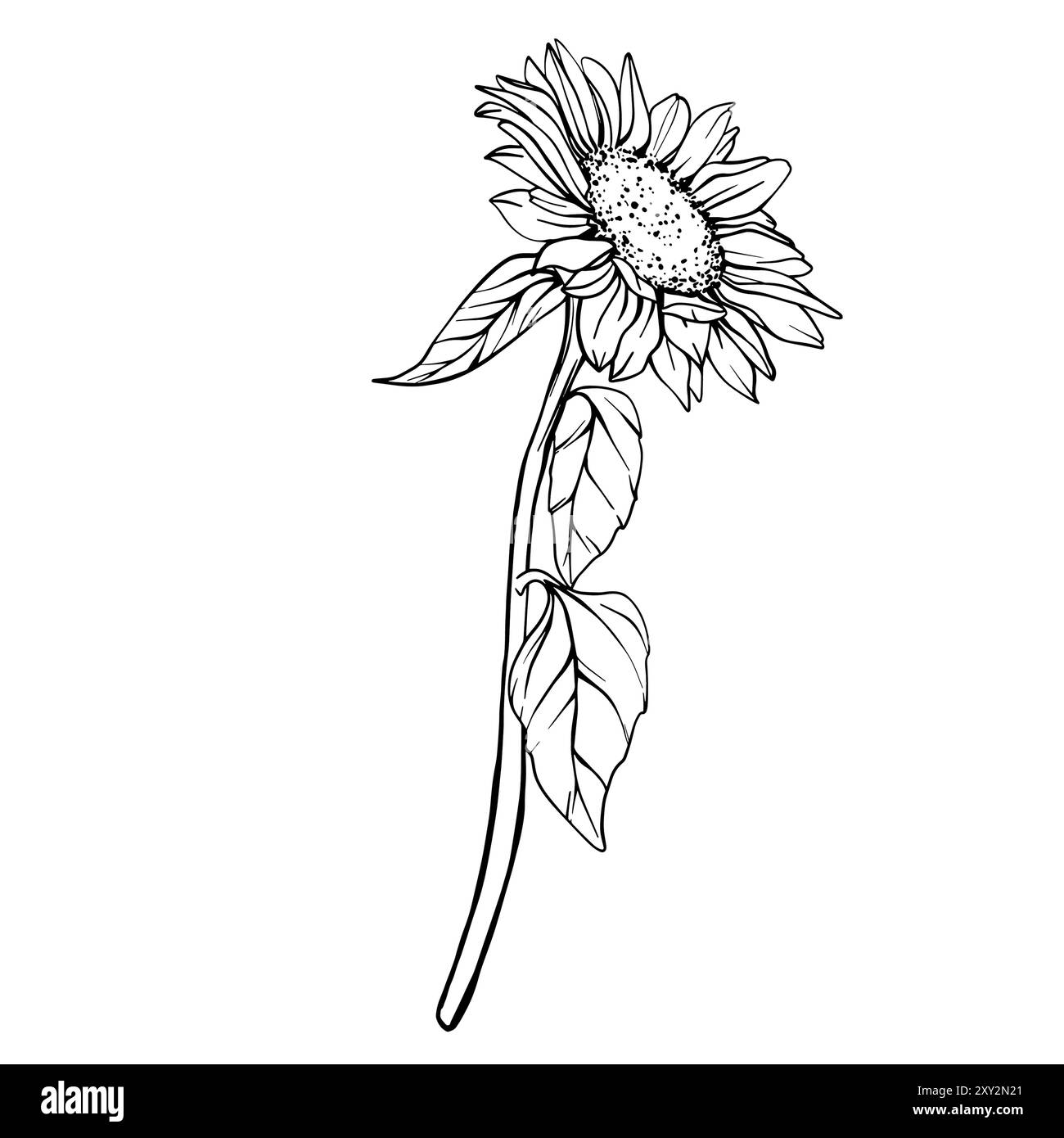 Vector Sunflower illustration. Flower arrangement drawing in line art ...