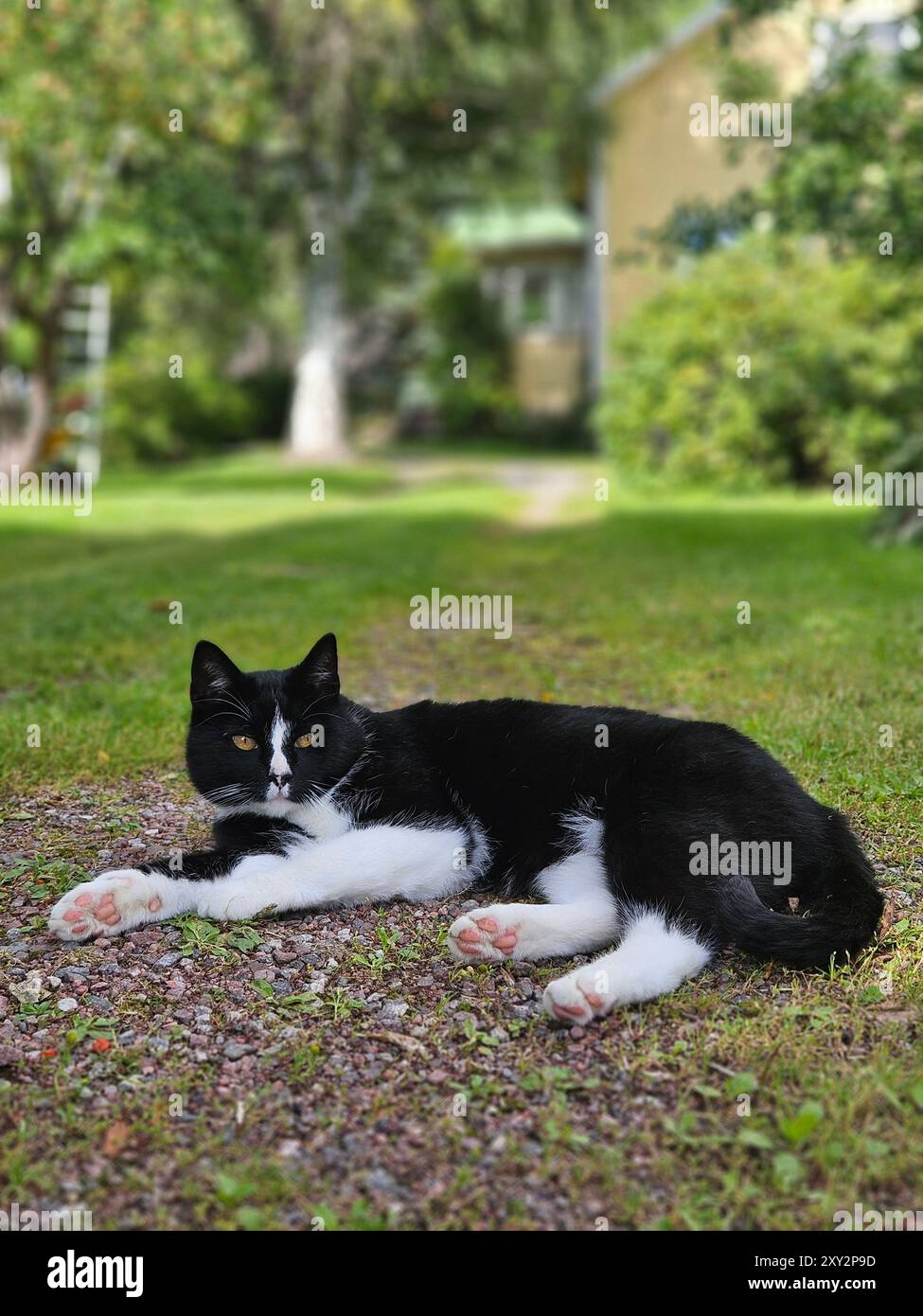 Cat Relaxing on Gravel Path in a Lush Countryside Garden Concept Stock ...