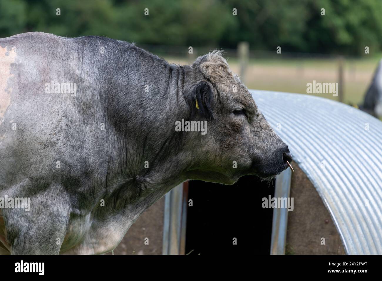 Albion cattle hi-res stock photography and images - Alamy
