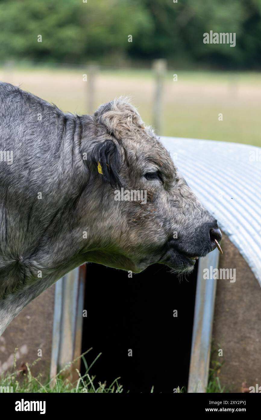 Portrait of an Albion bull Stock Photo - Alamy