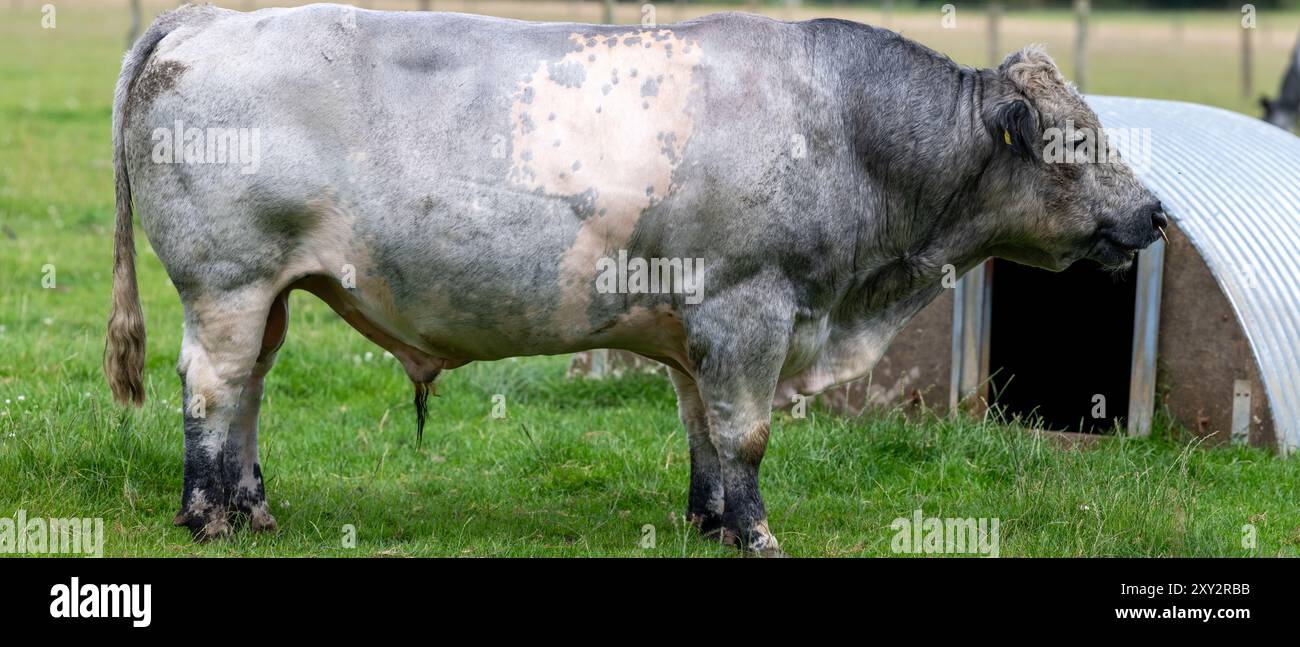 Portrait of an Albion bull Stock Photo - Alamy