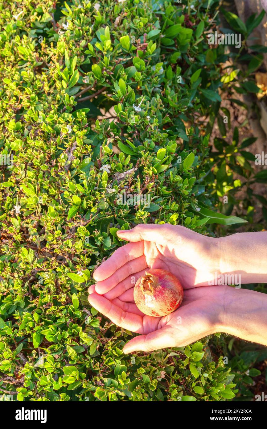 Woman's hands picking up fruit from tree. Orchard with big red ...