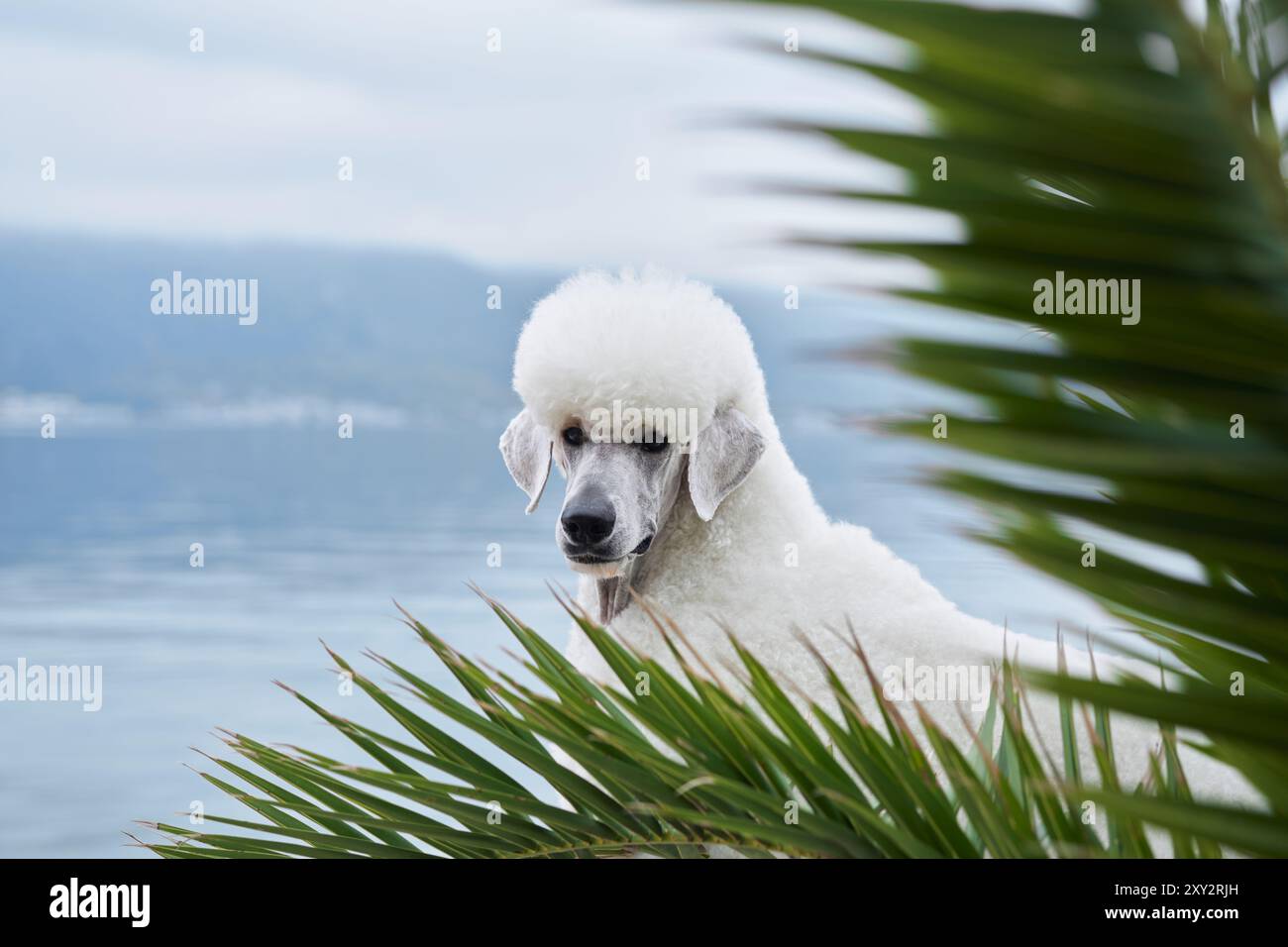 Fronds creates hi-res stock photography and images - Alamy