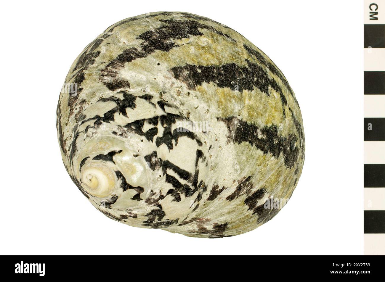 West Indian Topsnail, West Indian Top Shell against a white background ...