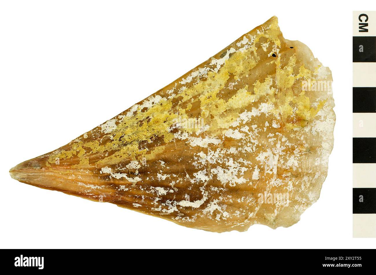 Amber Pen Shell with scale showing size in centimeters against a white ...