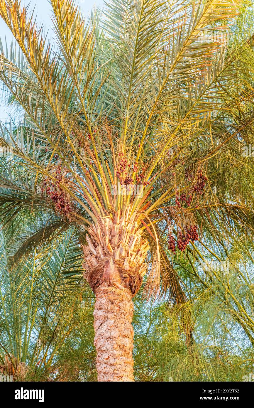 Bahrain date palm hi-res stock photography and images - Alamy