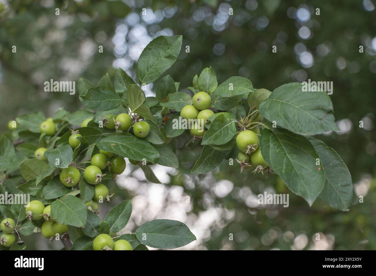 Small Green apples on the branches of an apple tree in the garden Stock ...