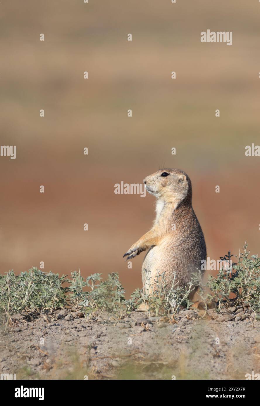 An alert black-tailed prairie dog standing near its burrow ...