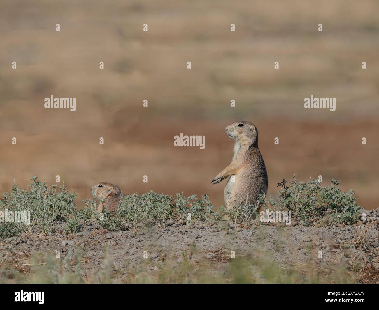 Two alert black-tailed prairie dogs near their burrow with one standing ...