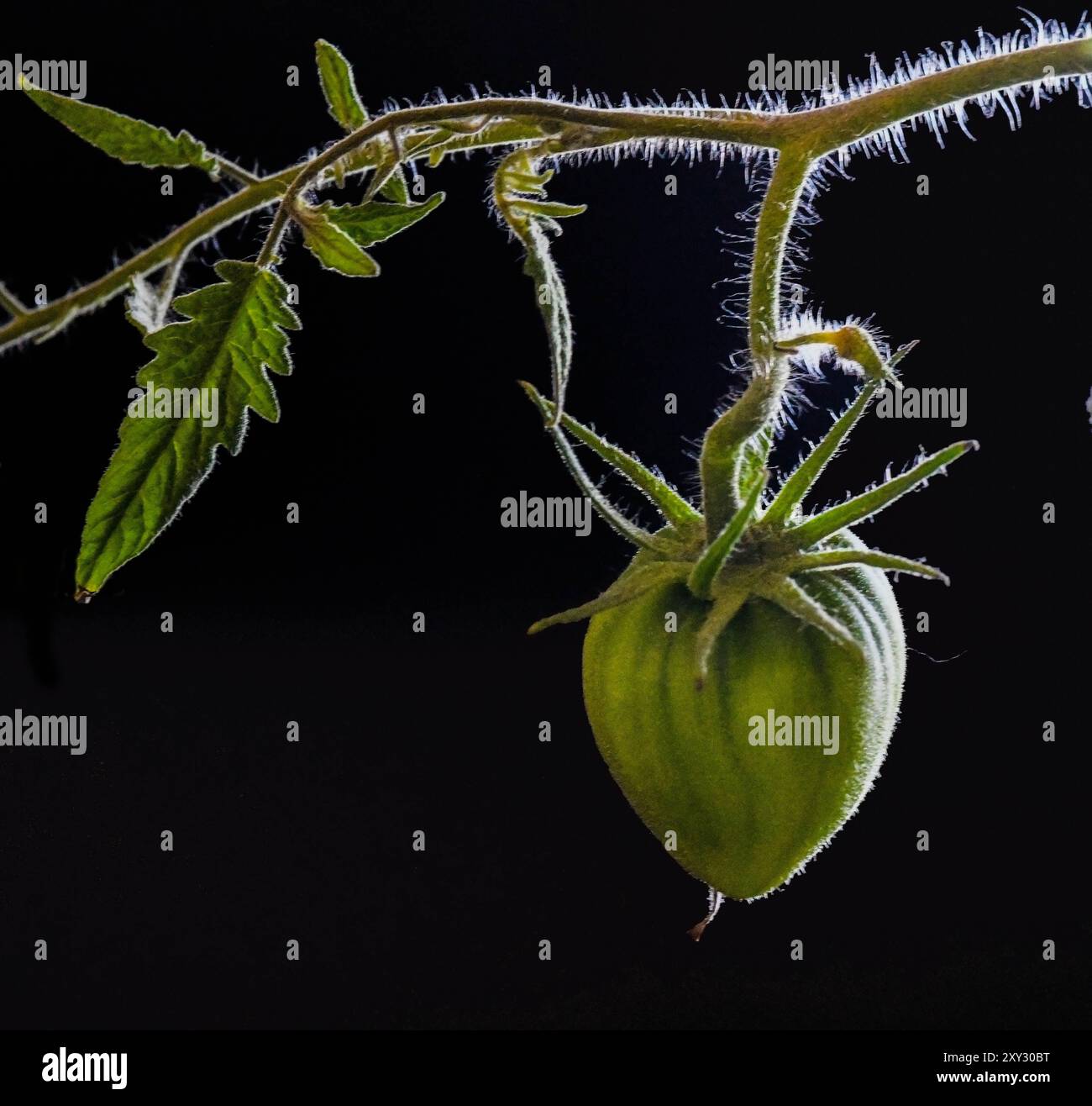 Petite tomate verte sur sa tige Stock Photo - Alamy
