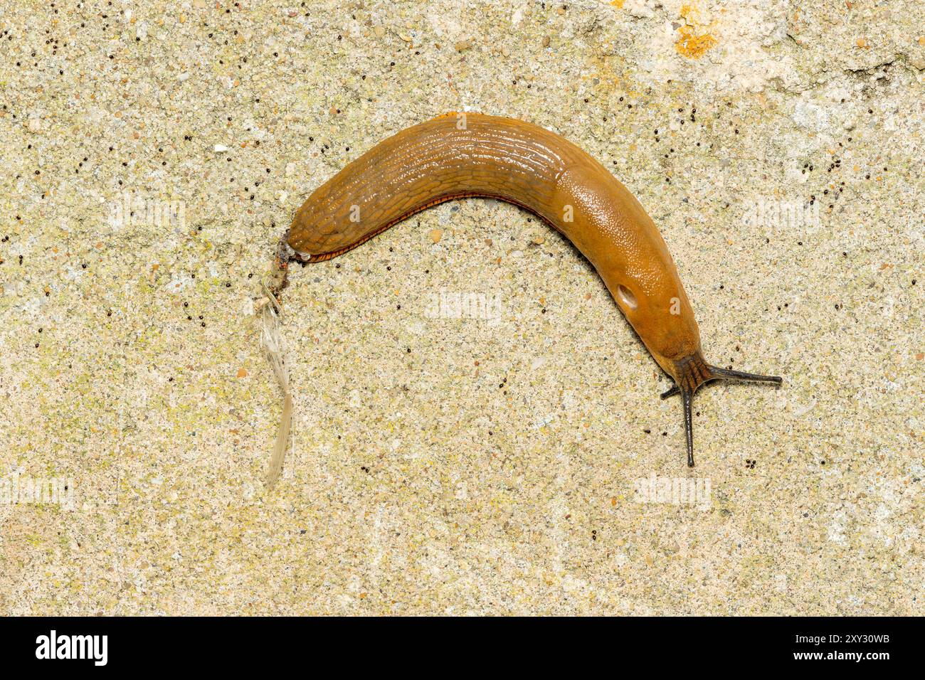 Spanish Slug, Arion vulgaris, single adult sliding over rocky surface ...