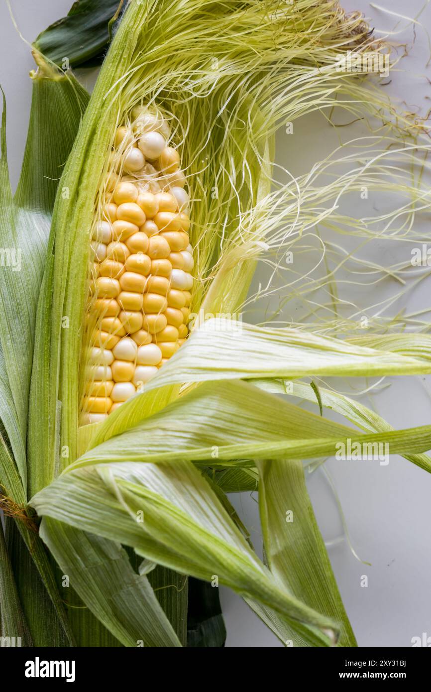 An ear of corn with the husk peeled back exposing the kernels Stock ...