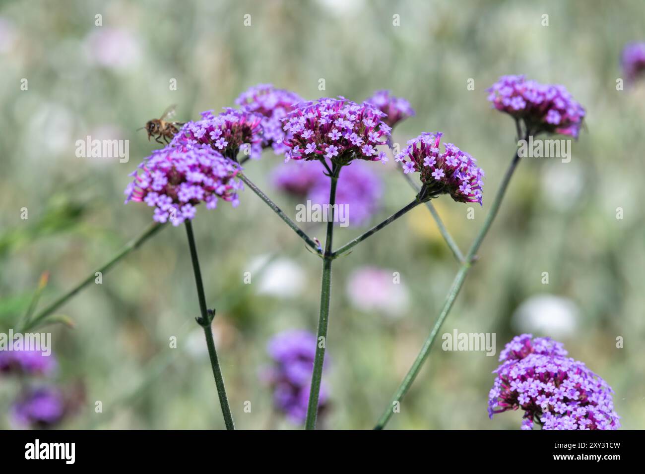 Close up of purpletop vervain (verbena bonariensis) in bloom Stock ...