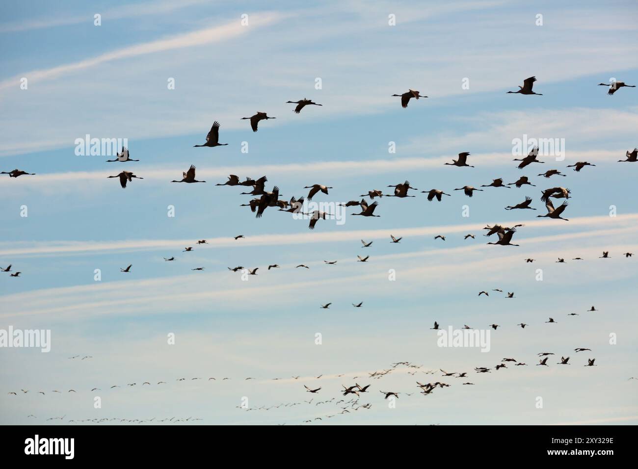 Flock of cranes in flight Stock Photo - Alamy