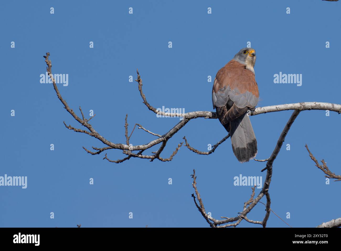 Male Lesser kestrel Stock Photo - Alamy